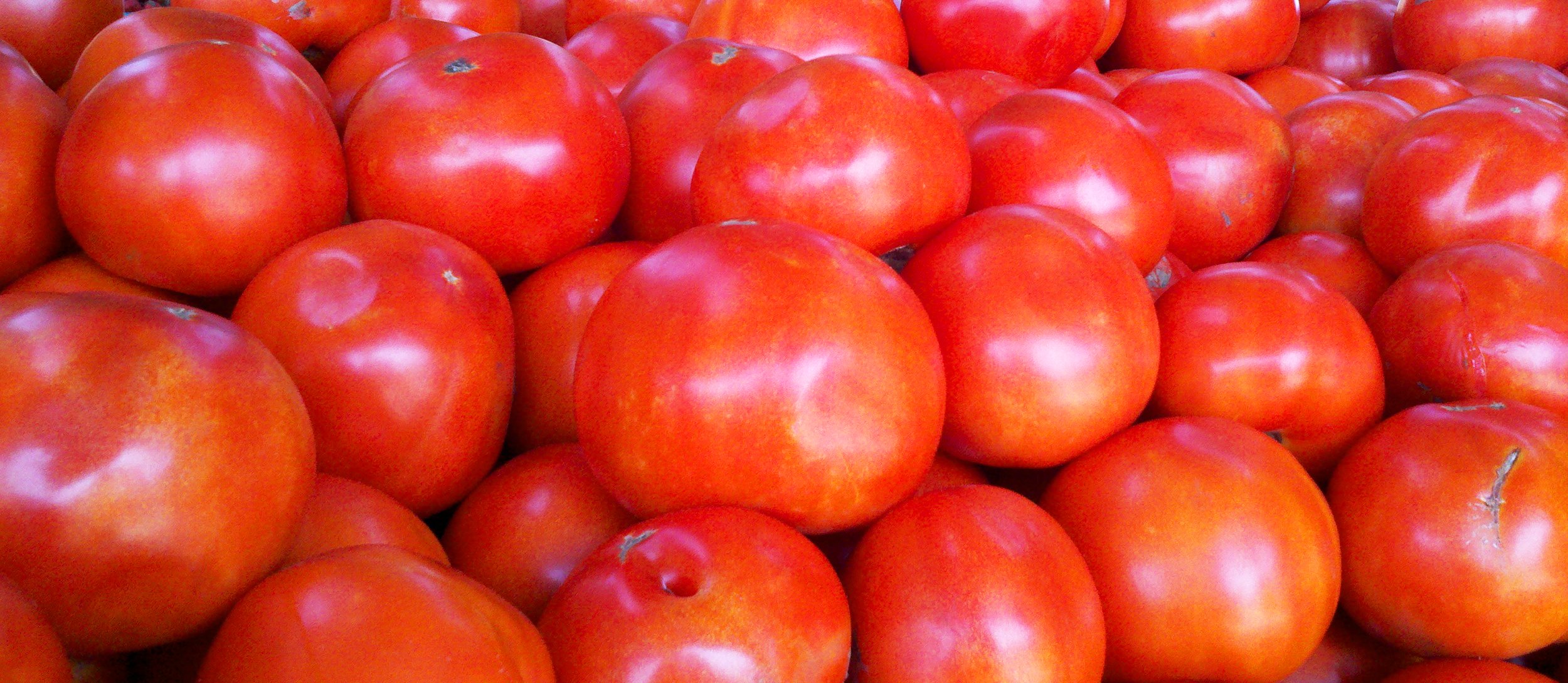 Tomato Sunshine is back | Restaurant Reviews Rehoboth Beach DE Area