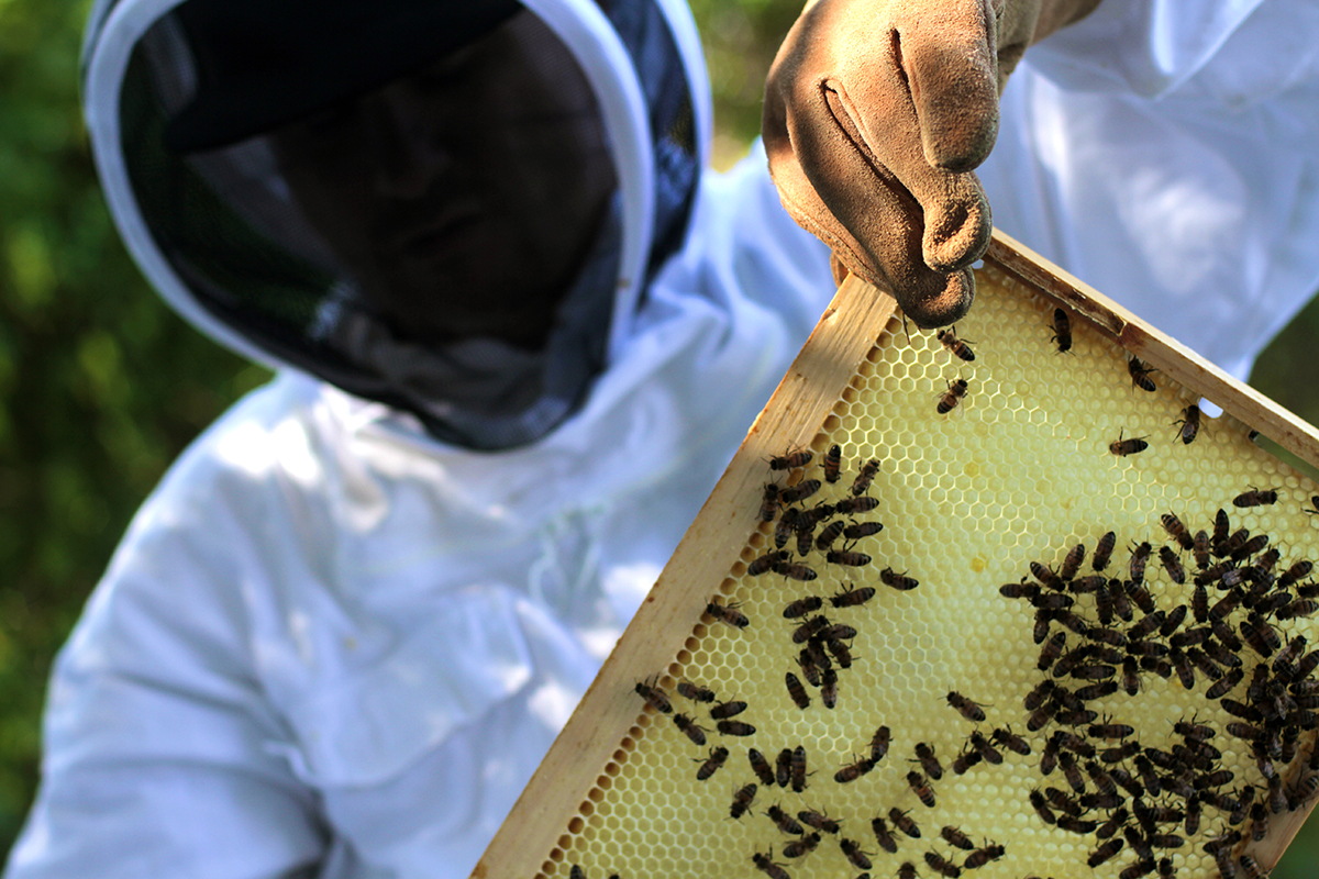 Local Bees & Local's Honey | Restaurant Reviews Rehoboth Beach DE Area